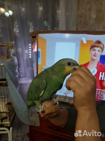 Попугай