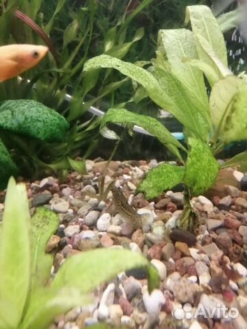 Раки аквариумные