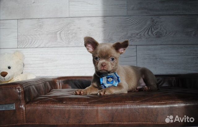 Лиловый мальчёнка акция, доставка