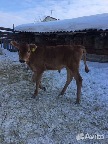 Джерсейский бычок