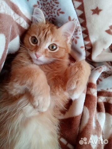 Самый лучший котик 6 месяцев