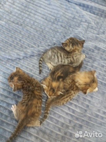 Бенгальские котята