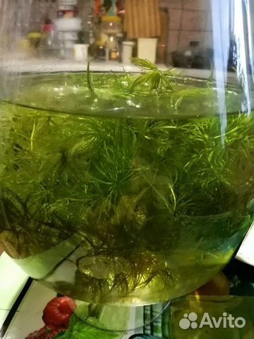 Водоросли живые для аквариума