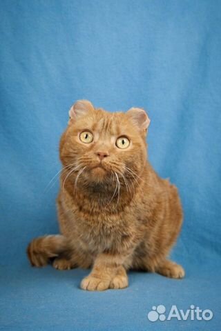 Кошечка Нюша ищет дом