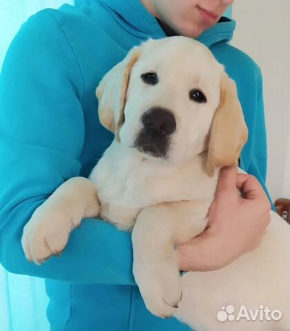 Великолепные щенки лабрадора