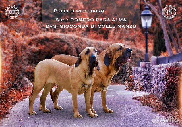 Щенки Фила Бразилейро