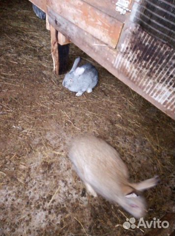 Кролики на развод
