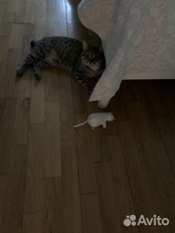 Кошка курильский бобтейл ищет кота курбоба