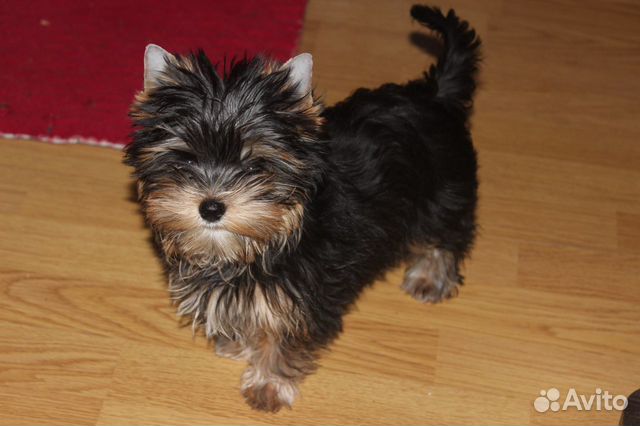 Щеночек йорка красавица девочка