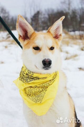 Отдам щенка подростка в добоые руки