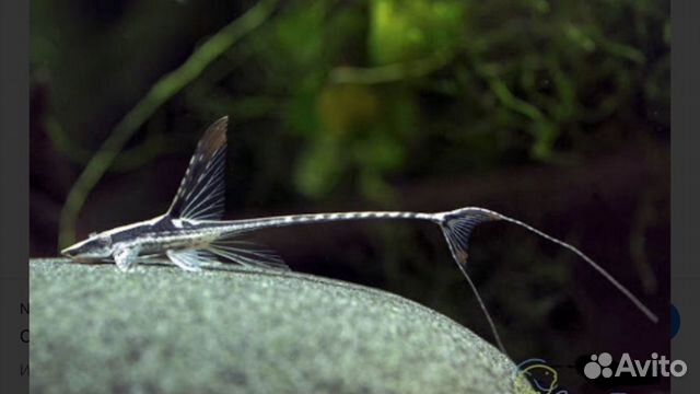 Стурисома Панамская малыши 5,6,см