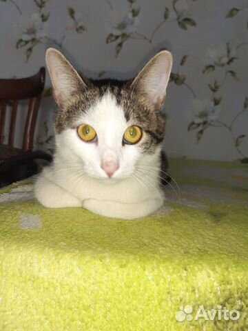 Котик Гриша