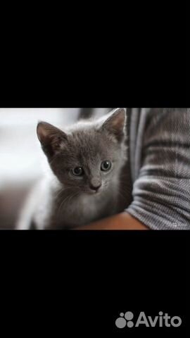 Котята помесь Сиамца и Русско голубой