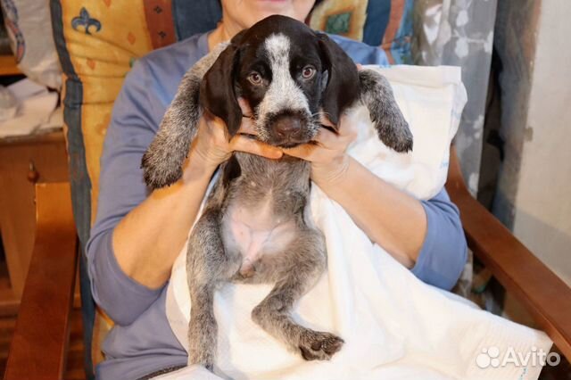 Охотничья Дратхаар