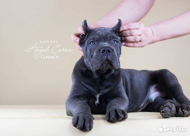 Ангел Корсо - шик, красота и мощь