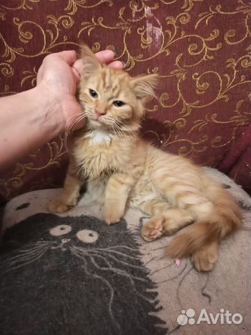 Рыжий котенок