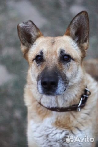 Добродушная Рыжуля Собака в добрые руки