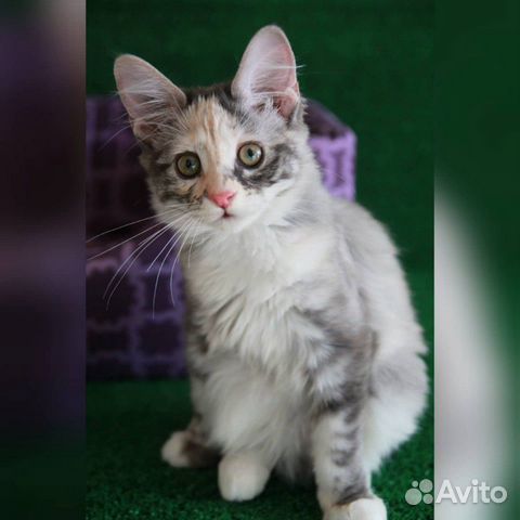 Эффектные котята Курильского бобтейла