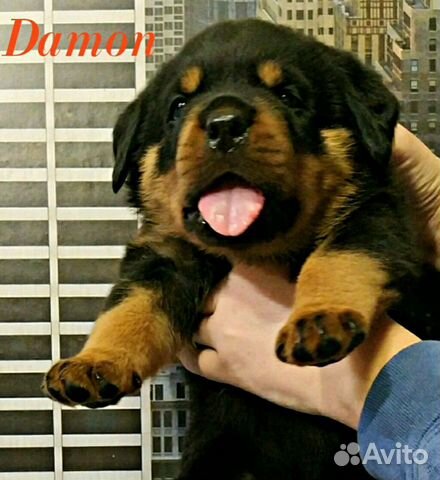 Щенки ротвейлера Германия