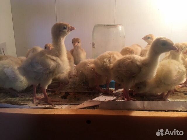 Цеплята индюшат