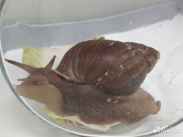 Улитка Ахетин