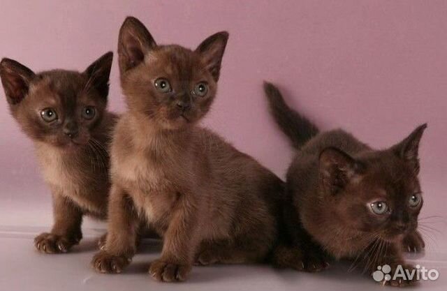 Бурманский котенок соболиного окраса Томми