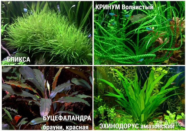 Аквариумные растения