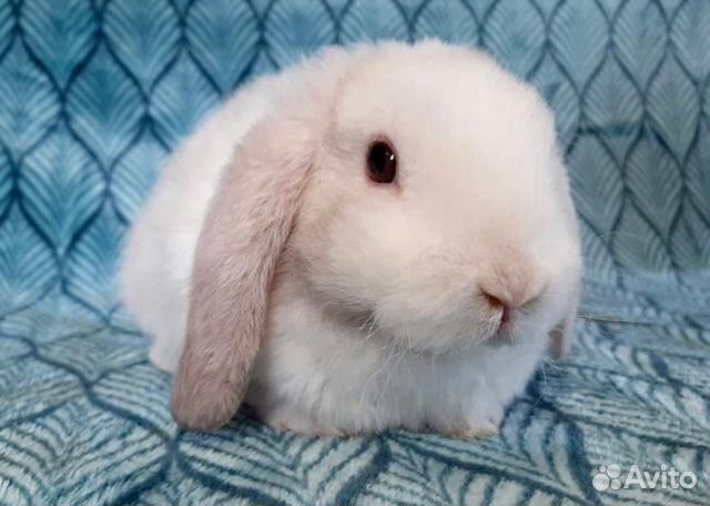 Декоративные карликовые крольчата