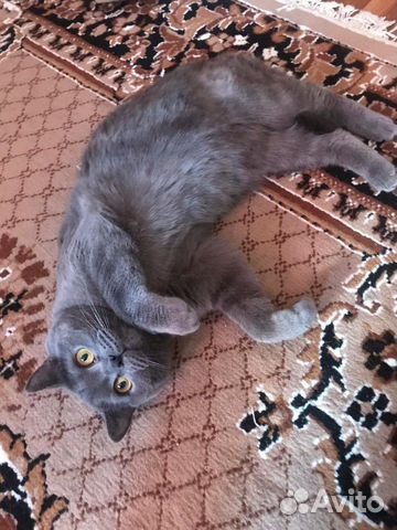 Отдам кота шотландца