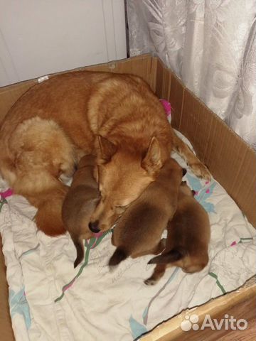 Щенки кфл (карело финской лайки)