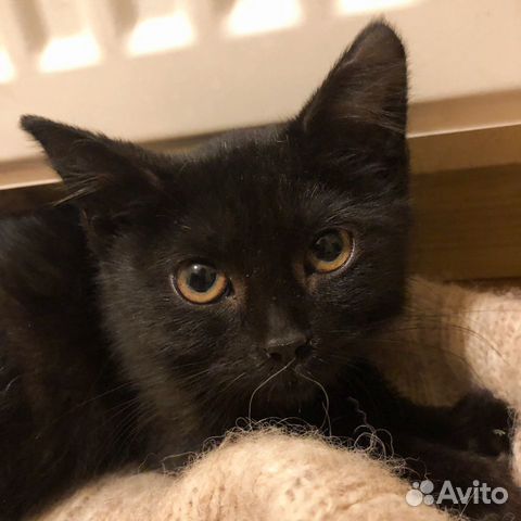 Котёнок в добрые руки