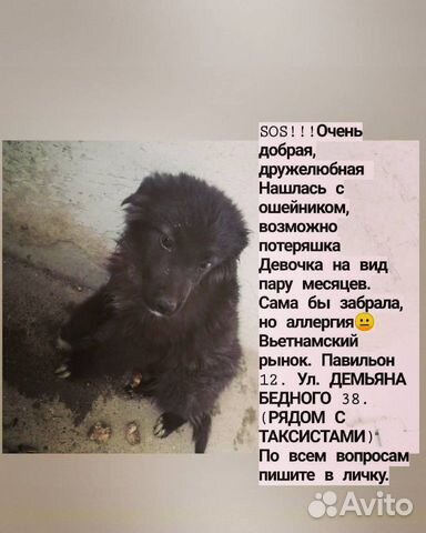 Собака