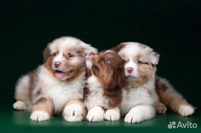 Австралийская овчарка (щенки)