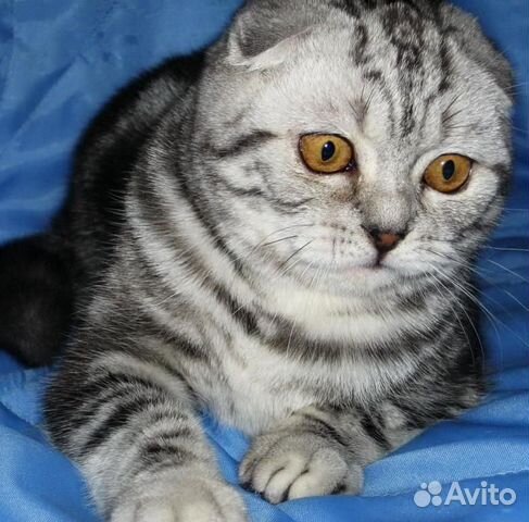 Отам в добрые руки кошку ей 1.4