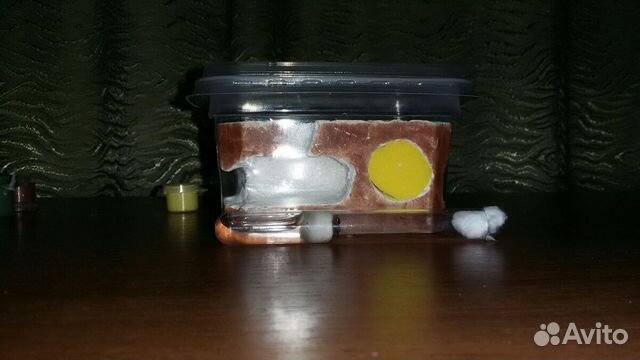 Муравьиная ферма (формикарий) и муравьи вида lasiu