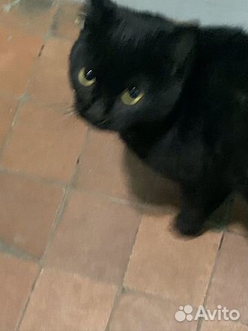 Котик-уголек