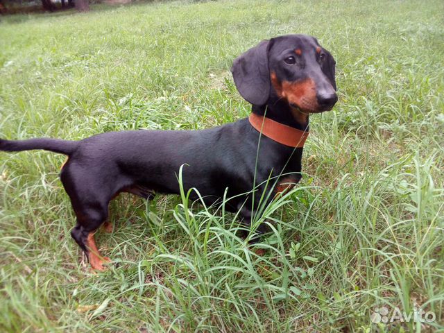 Такса стандарт. супер кобель.вязка