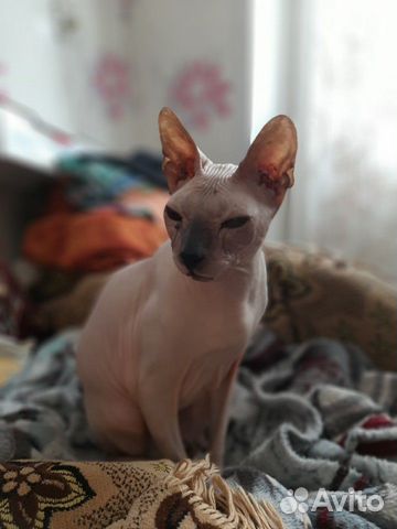 Донской сфинкс