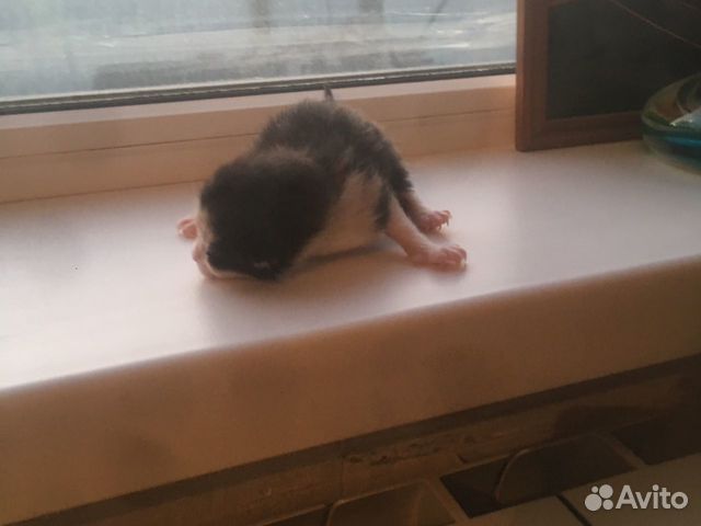 Отдаю котёнка даром в хорошие руки надеюсь вы нам