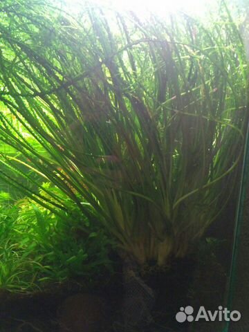 Аквариумное растение