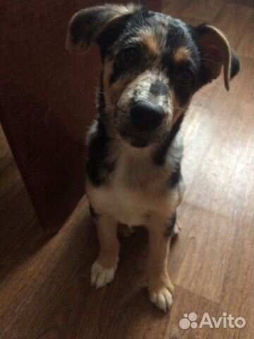 Щенки в добрые руки