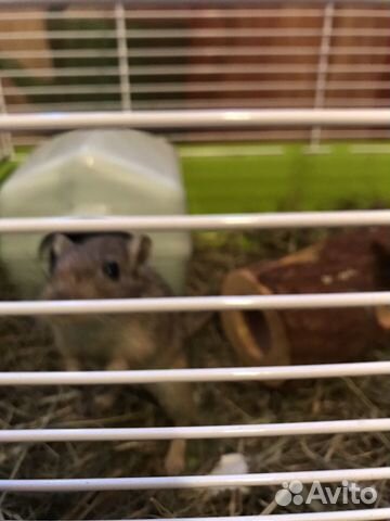 Мышка песчанка с клеткой