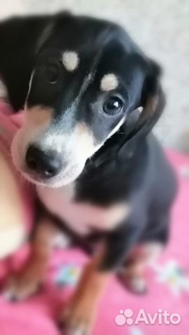 Щенок таксы