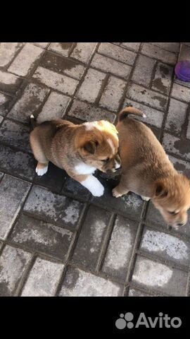 Щинки (мама шарпей)