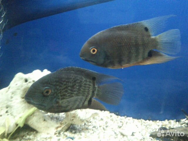 Отдам двух Северумов