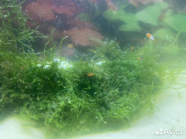 Мальки рыб меченосцев и моллинезий