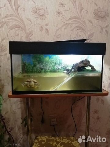 Две красноухие черепахи