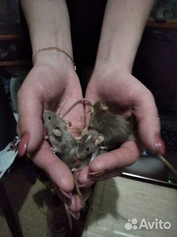 Декоративные мыши разных рассветок, ручные