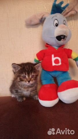 Кошечка 1 месяц. Мама породы персидская, папа друг