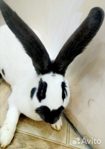 Обмен Чистокровный нпв (строкач) на племя